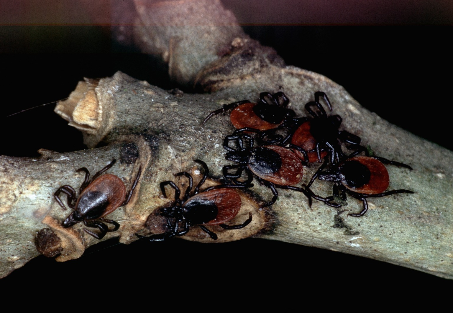 Überblick Anaplasmose - Parasitus Ex e.V.
