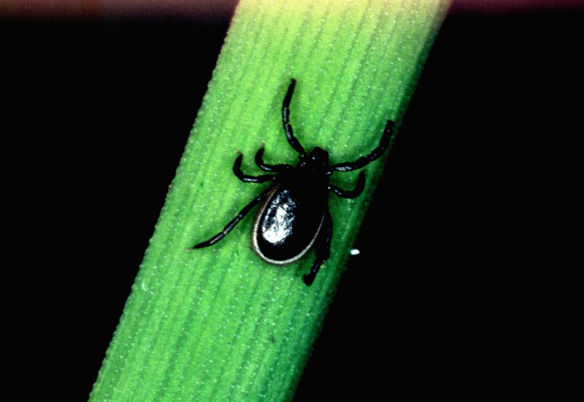 Überblick Anaplasmose - Parasitus Ex e.V.