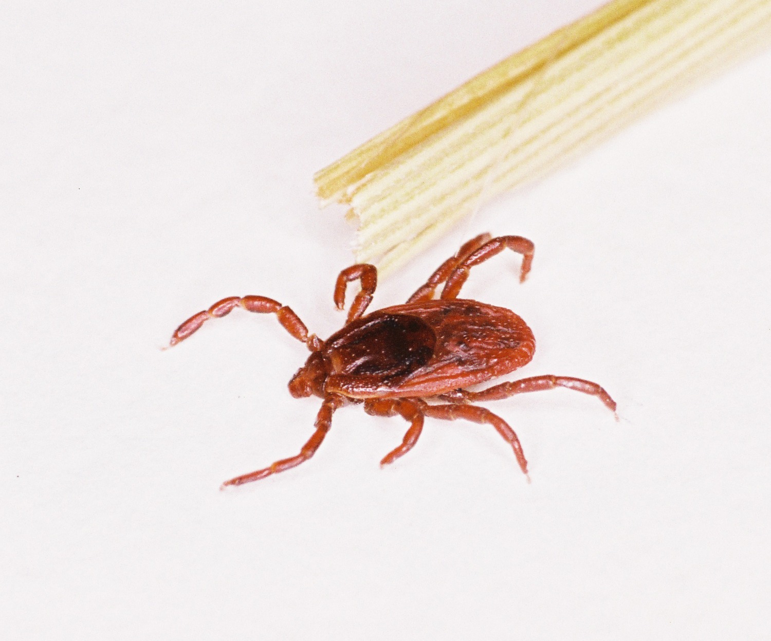 Überblick Ehrlichiose - Parasitus Ex e.V.