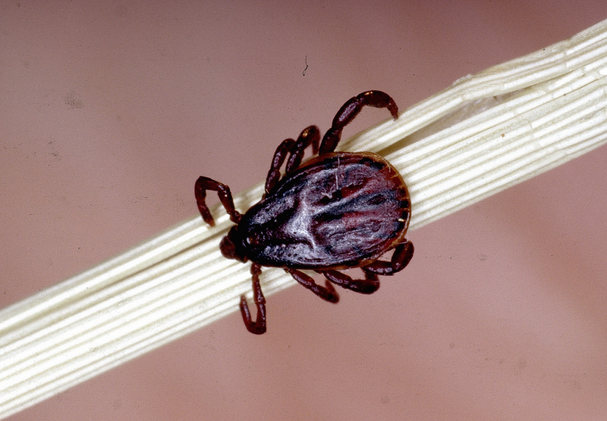 Überblick Ehrlichiose - Parasitus Ex e.V.