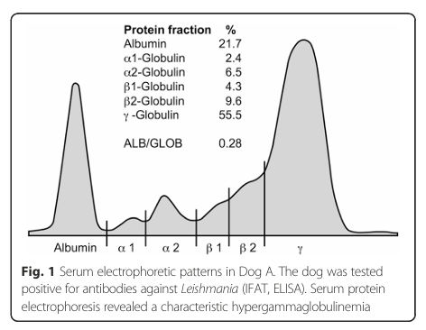 First report of transmission of canine leishmaniosis through bite ...