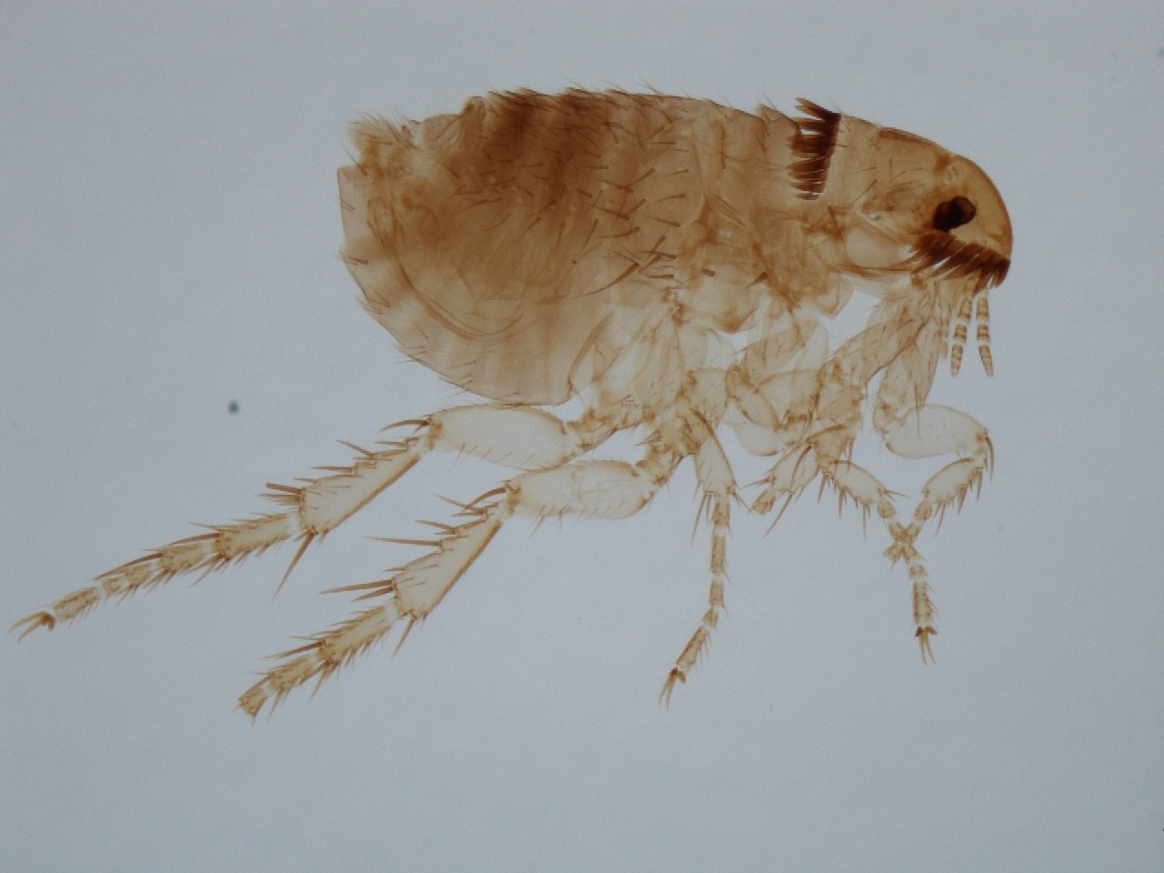Überblick Filariosen - Parasitus Ex e.V.