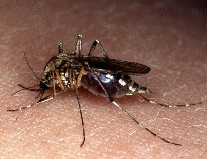 Überblick Filariosen - Parasitus Ex e.V.
