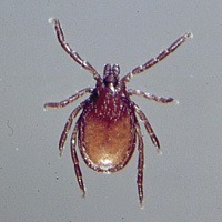 Zecken verbreiten Krim-Kongo-Fieber - Parasitus Ex e.V.