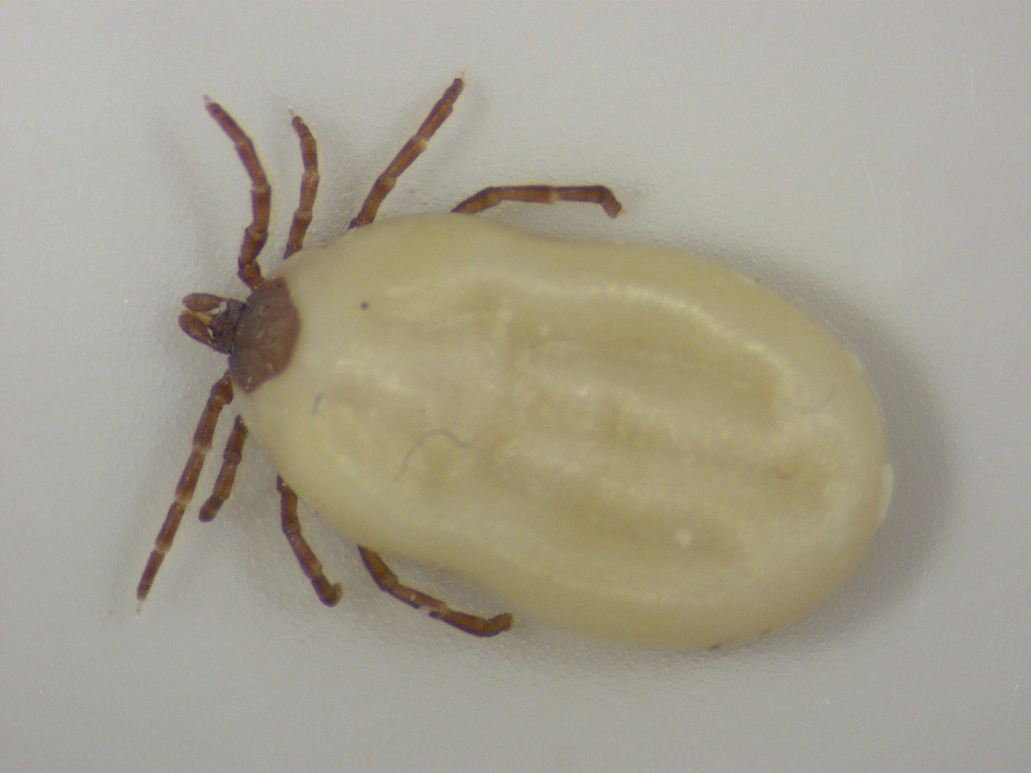 Überblick Hepatozoonose - Parasitus Ex e.V.