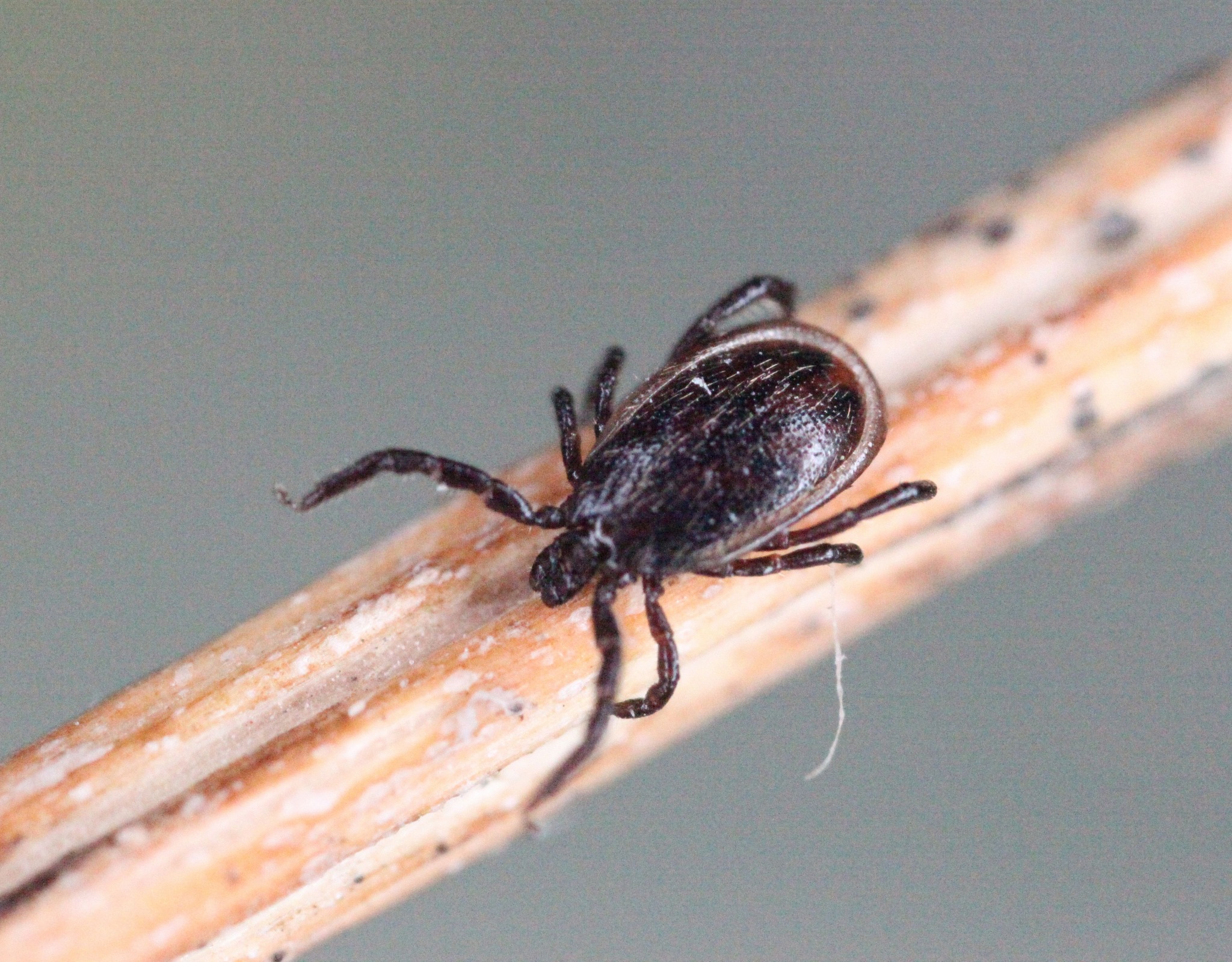 Überblick Rickettsiose - Parasitus Ex e.V.