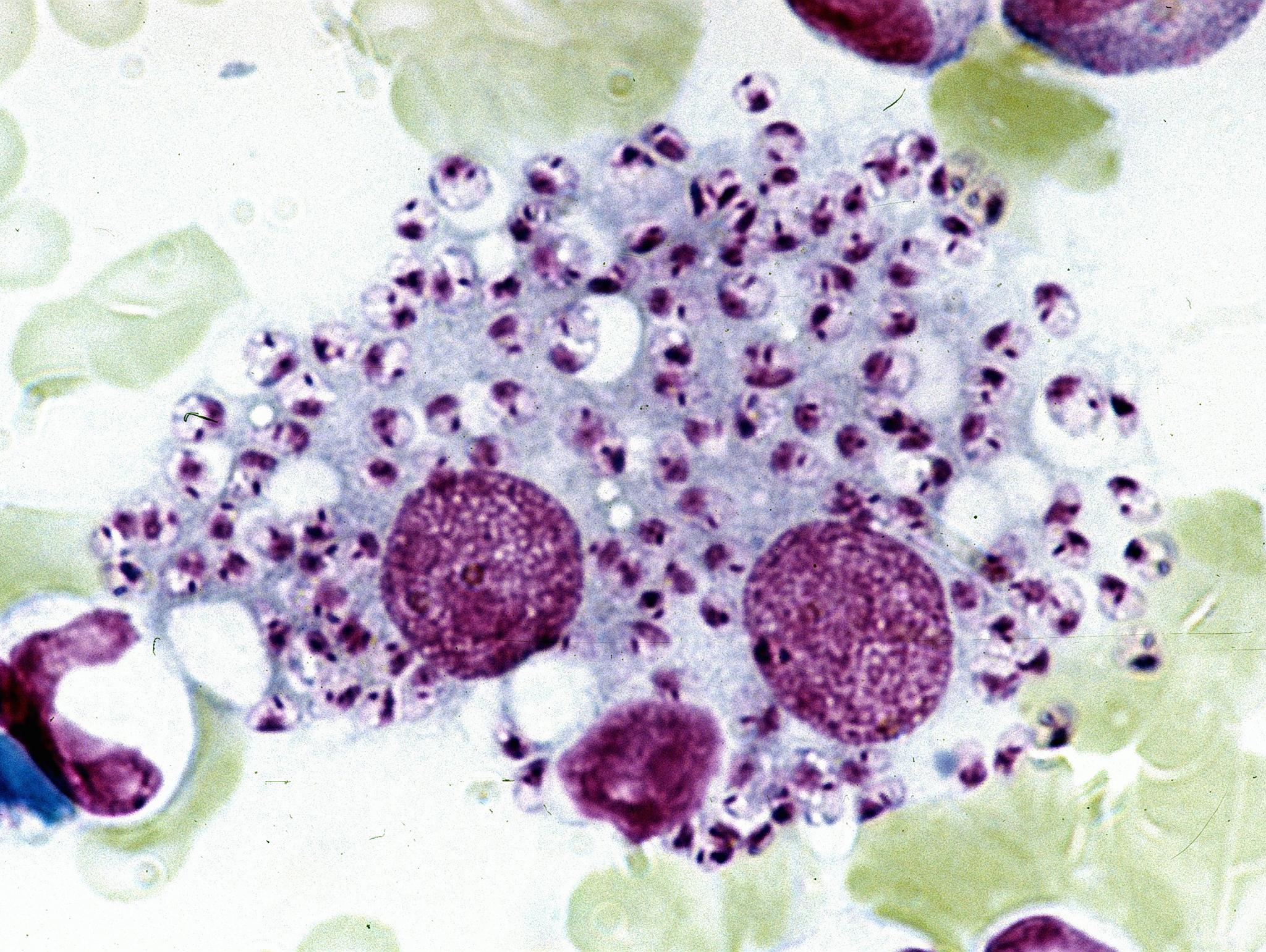 Überblick Leishmaniose - Parasitus Ex e.V.