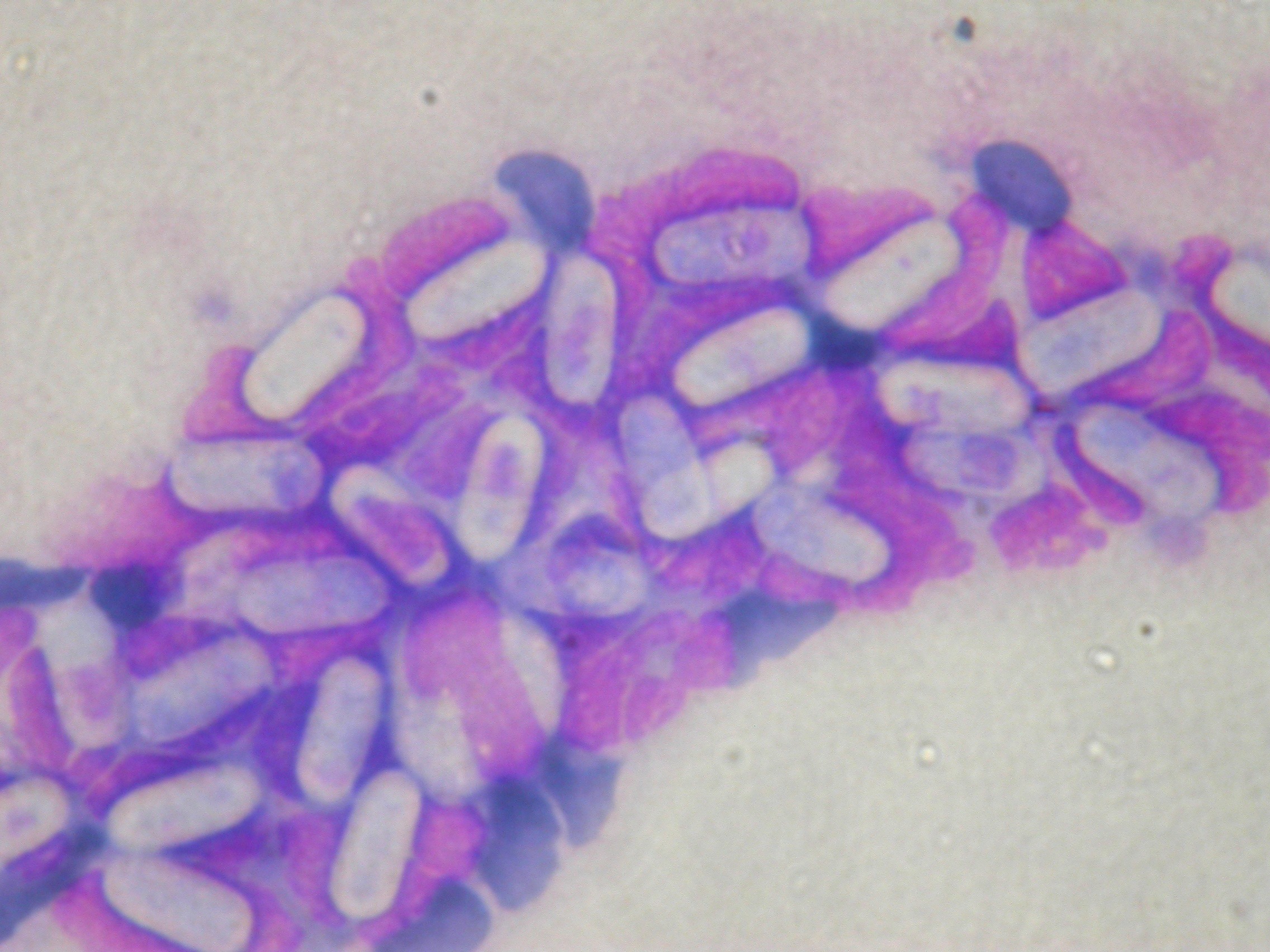 Überblick Hepatozoonose - Parasitus Ex e.V.