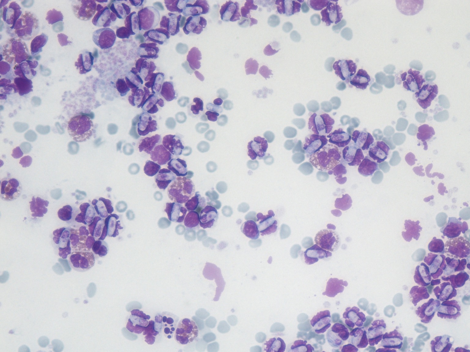 Überblick Hepatozoonose - Parasitus Ex e.V.