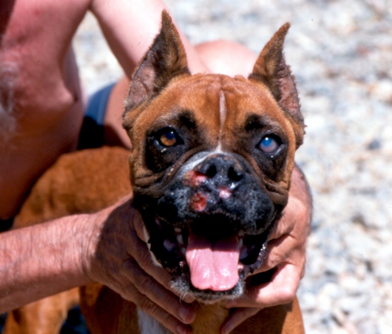 Überblick Leishmaniose - Parasitus Ex e.V.